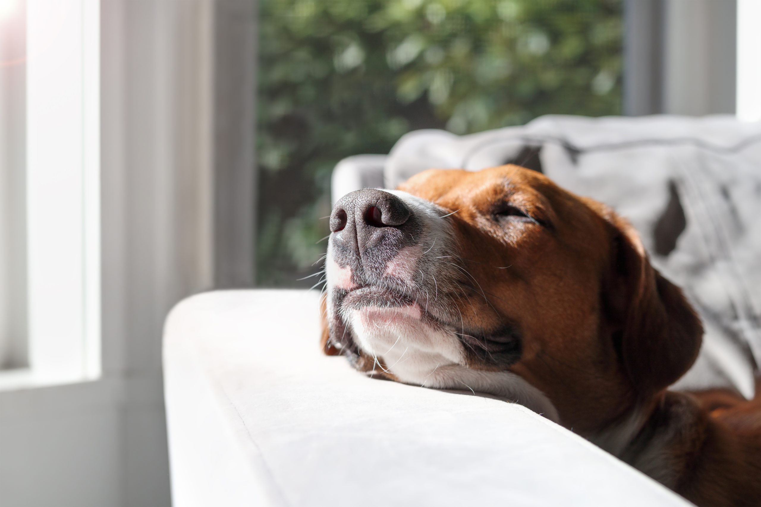 Santé & soin des animaux - ANJAC